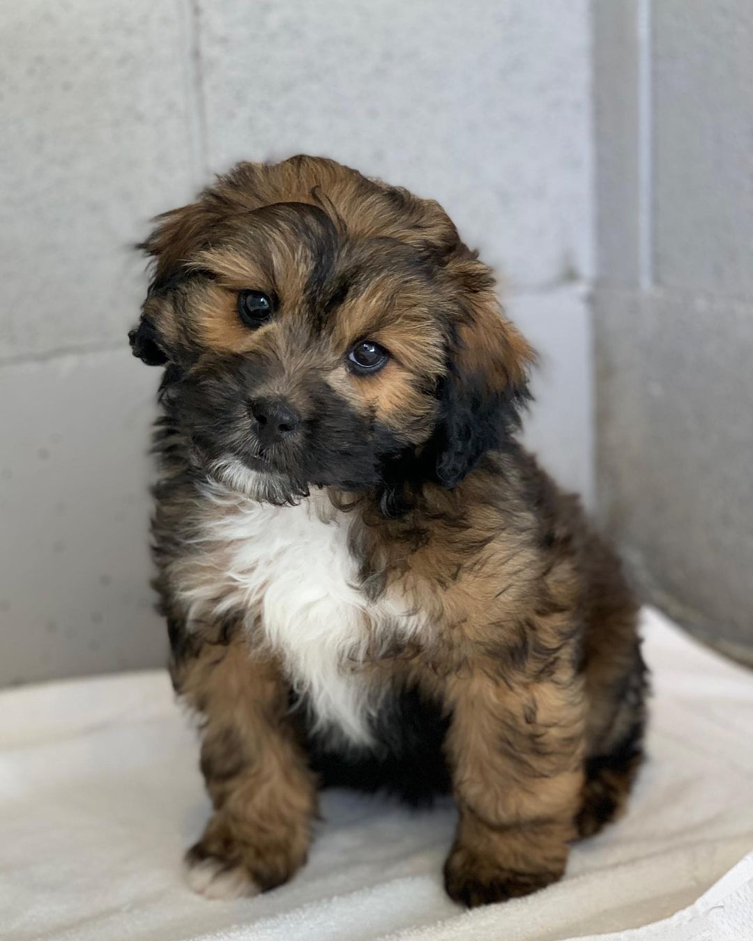 Puppy Example 5 - My Goldendoodle Puppy