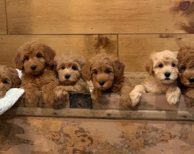 Find Available Goldendoodle Puppies in California