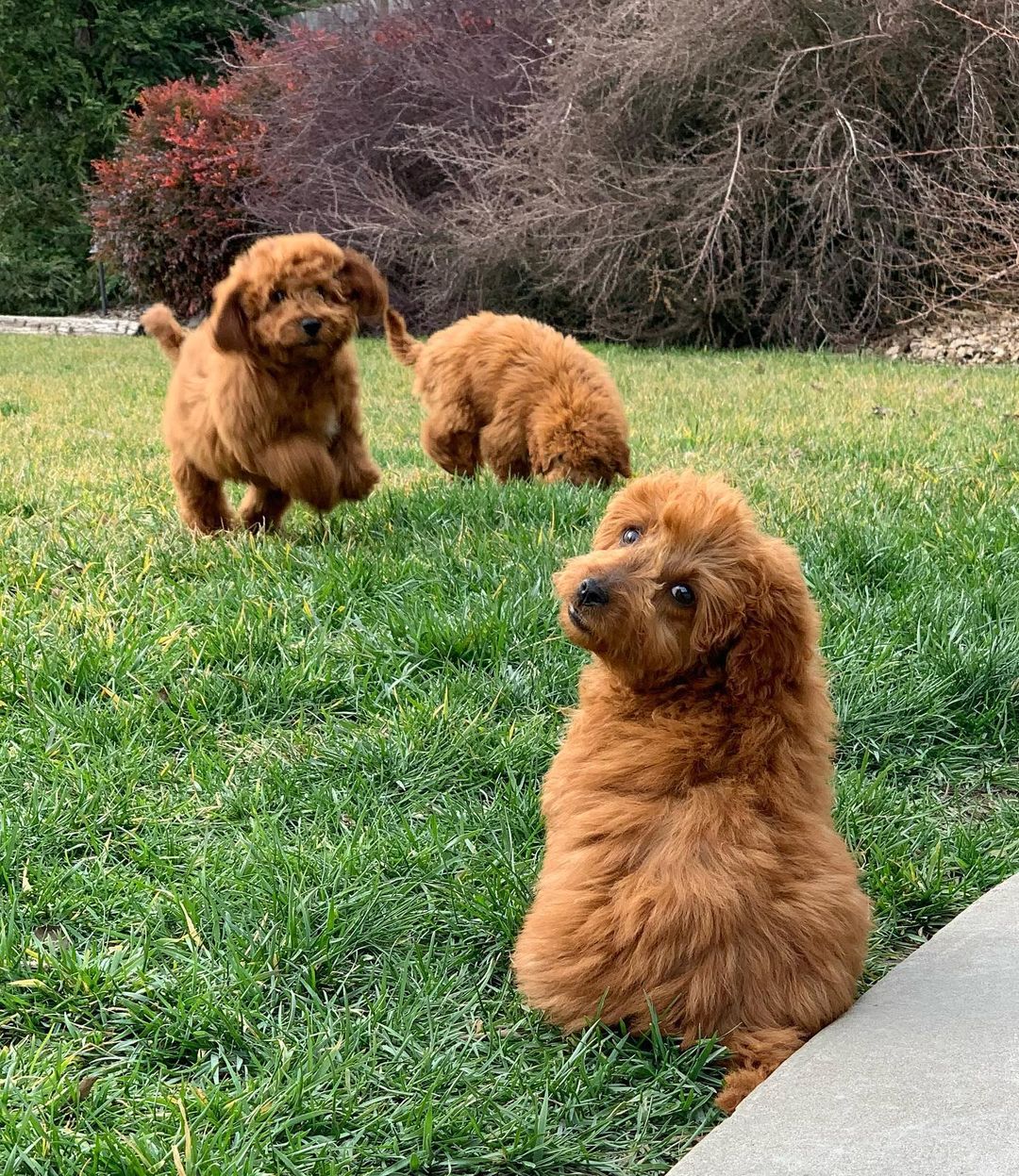 Goldendoodle & Maltipoo Puppies in San Francisco, CA