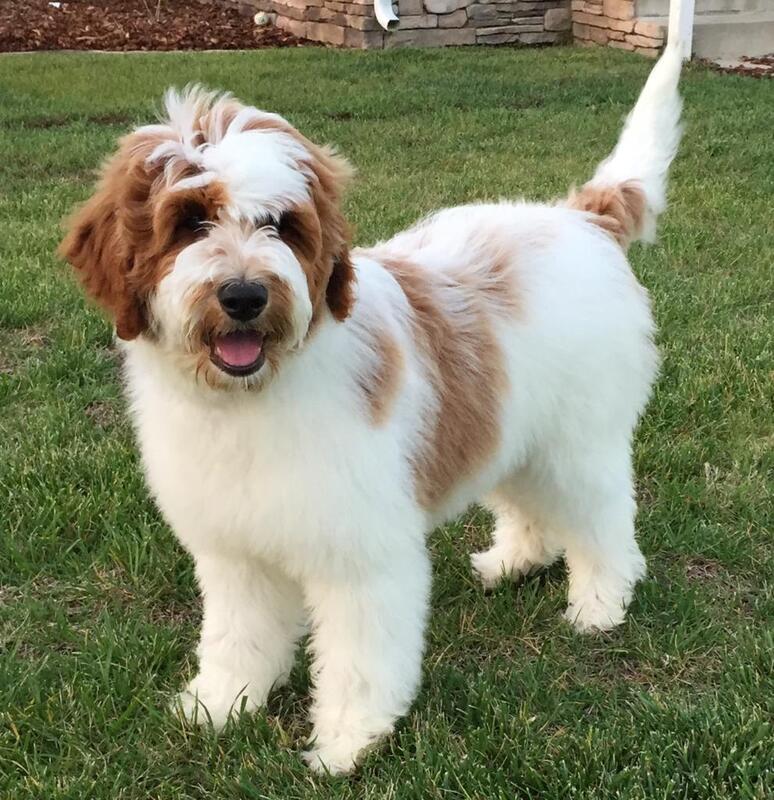 Goldendoodle & Maltipoo Puppies in Los Angeles, CA