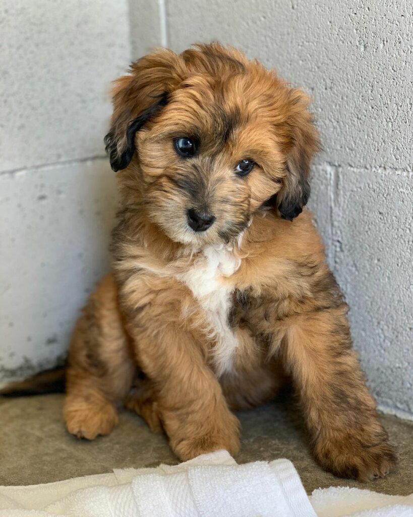 Find Available Goldendoodle Puppies in California