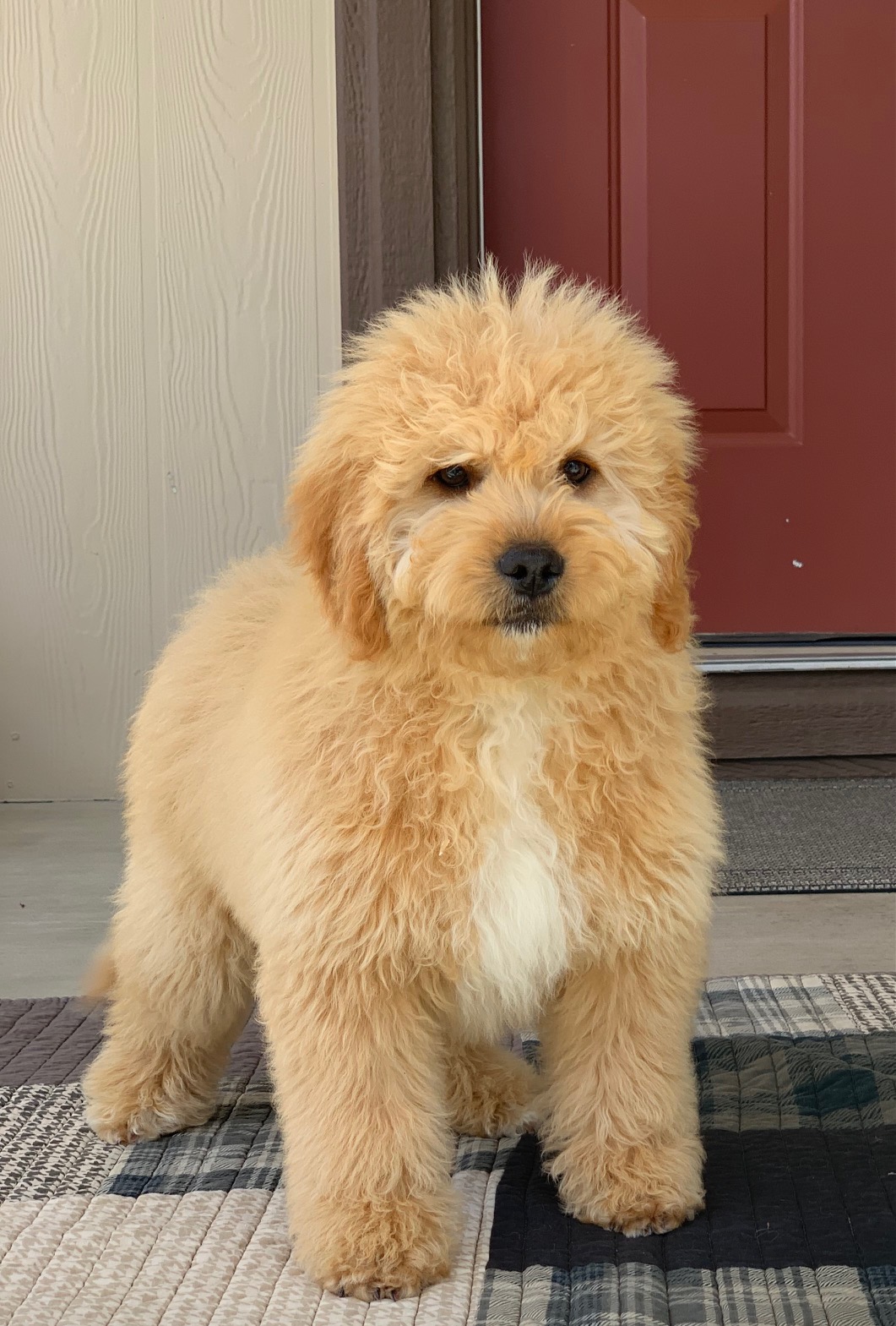 Obi - My Goldendoodle Puppy